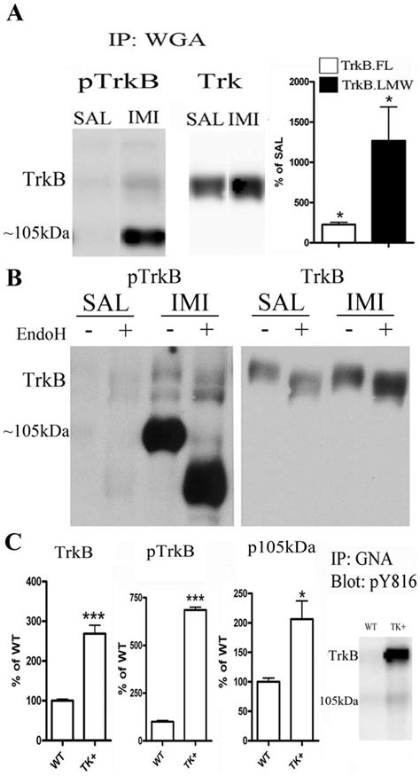 Antidepressant Drugs Activate The Immaturely Glycosylated Form Of Trkb