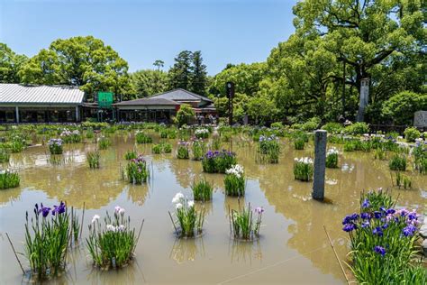 Iris Garden Pond In Famous Dazaifu Tenmangu Shrine Editorial Photo