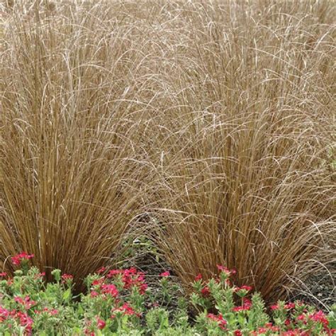 Ornamental Grass Seeds Carex Red Rooster Grass 25 Multi Pelleted Seeds