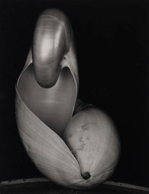 Edward Weston American 1886 1958 Shells 1927 Auction
