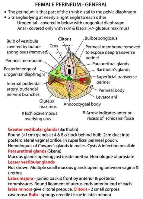 Instant Anatomy Abdomen Areas Organs Perineum General Description