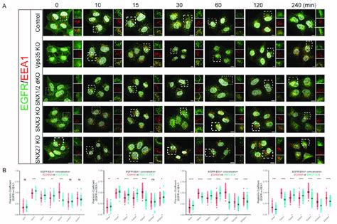 Retromer Vps35 And Snxs Depletion Altered The Kinetics Of Download Scientific Diagram