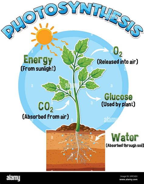 Carbon Cycle Diagram Cut Out Stock Images And Pictures Alamy