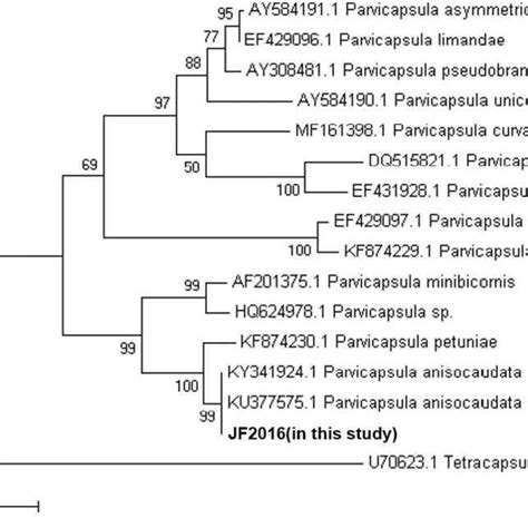 Phylogenetic Tree Constructed With Maximum Likelihood Method Branch