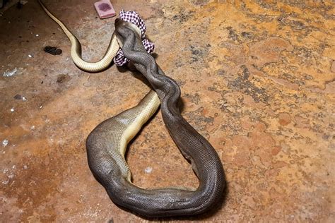 Cattle Producer Wakes To Find Olive Python Eating Her Bra And Shirt