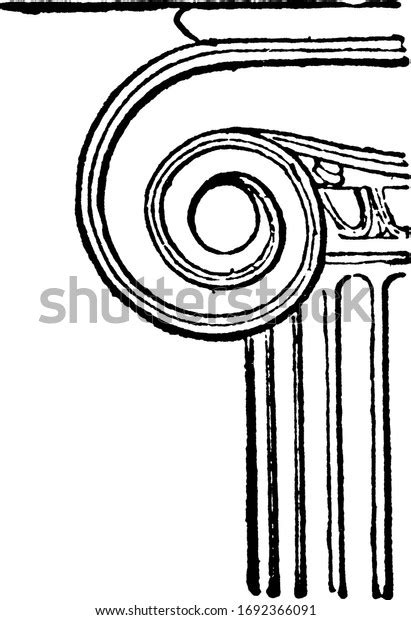 Volute Ionic Capital Spiral Scroll Used Stock Vector Royalty Free