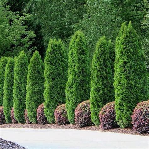 Home Garden High Germination Rate Eastern Red Cedar Seeds Juniper Tree