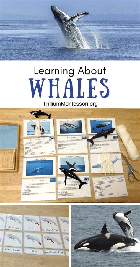 Antarctica Learning About Whales Artofit