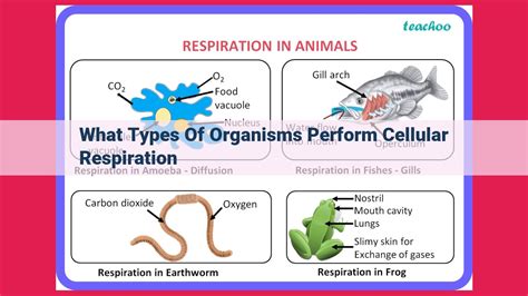 Cellular Respiration A Guide To Metabolic Diversity Across Organisms