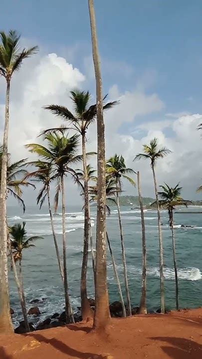 අයියෝ කොකනට් ත්‍රී හිල් විනාශයි පොල් ගස් මරල ද Youtube