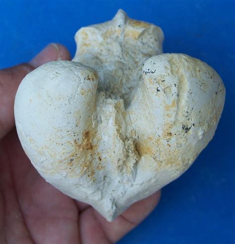 PaleoScene New Fossil Shells