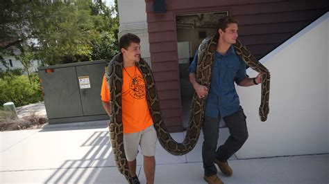 Python hunt starts Friday in Florida Everglades. Biggest ever caught?