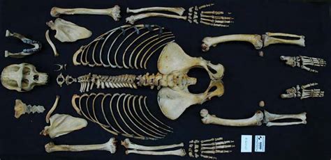 gorillas skeletal secrets hub