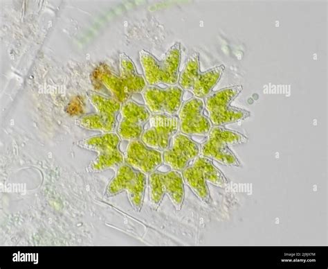Algae Microscope 40x Leaf 40x Magnification A Closeup Of A Leaf