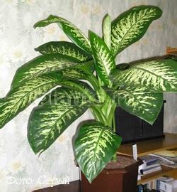 Диффенбахия Dieffenbachia - виды, уход в домашних условиях, пересадка ...