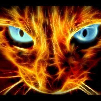 Fire Cat Cool Backgrounds Wallpapers Cat Wallpaper Cool Backgrounds