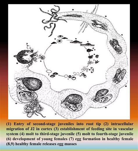 2 Morphology General Characteristics And Biology Of Plant Pathogenic Nematodes Pptx