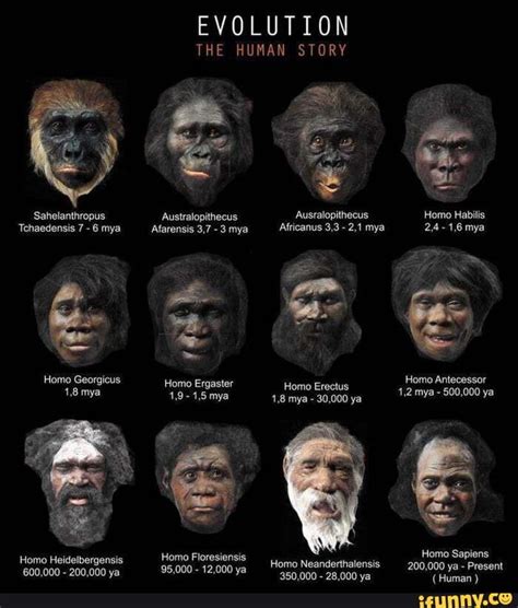 Evolution The Human Story Sahelanthropus Australopithecus