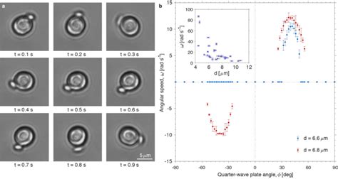 Experimental Optical Trapping And Rotation Of Clc Microparticles A Download Scientific
