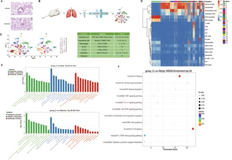 Single Cell Transcriptomic Atlas Of Mice Lung Tissues A Lung