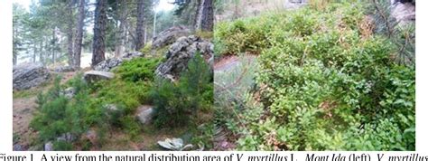 Figure 1 From The Effects Of Cold Stratification Cold Storage And