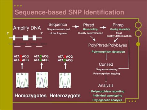 Ppt Bioinformatic Techniques And Tools For Snp Analysis Powerpoint Presentation Id792925