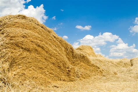 Straw Colour Images Browse 63 Stock Photos Vectors And Video Adobe Stock