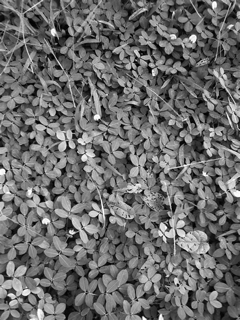 Gray Grass By Ruffyodedraw On Deviantart