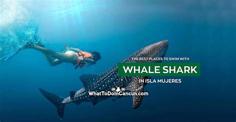 Swim With Whale Sharks Isla Mujeres Whale Shark Snorkel Tour In Isla