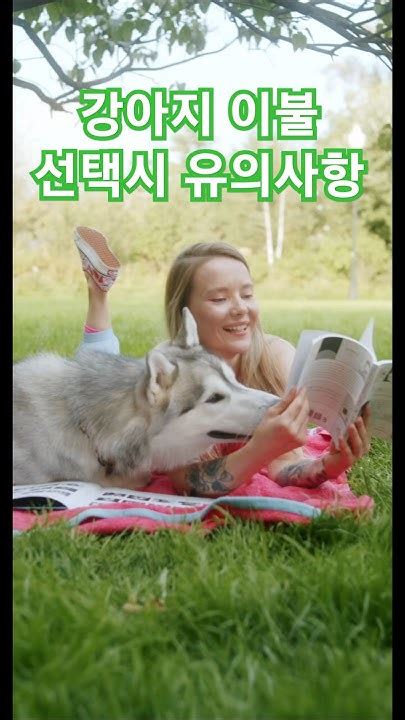 강아지 이불 선택시 유의사항 강아지 반려견 강아지이불 Youtube