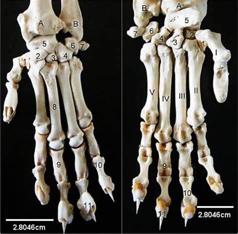 Lion Manus Dorsal And Palmer View A Radius B Ulna I V First To Download Scientific