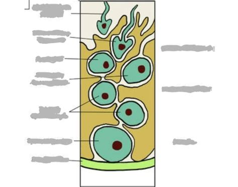 Steps Of Spermatogenesis Quiz