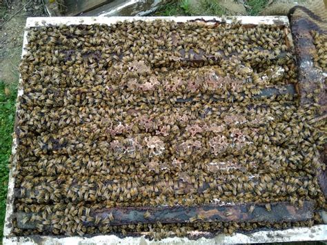 Brown Live Honey Bees Colony Packaging Type Wooden Box At Best Price In Dhampur