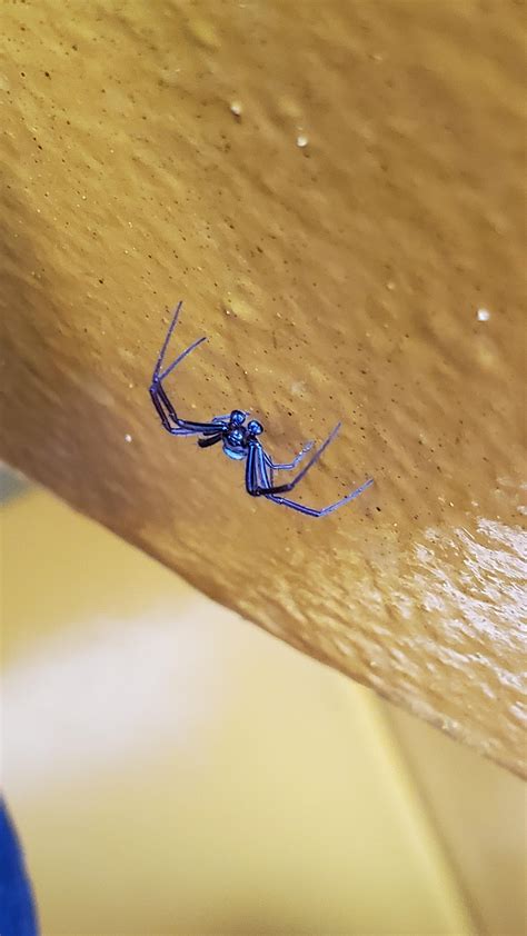 What Is This Psychedelic Spider R Spiders