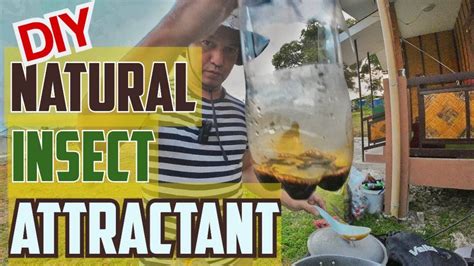 Paggawa Ng Natural Insect Attractant Youtube