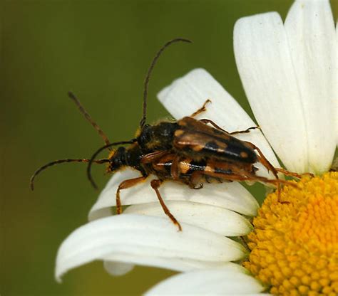 Flower Longhorns Mating Xestoleptura Crassipes BugGuide Net