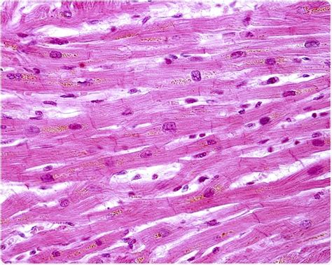 Cardiac Muscle Cells Under Microscope