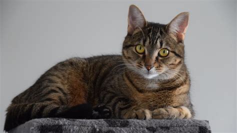 10 лучших автоматических лотков для кошек 2025 рейтинг топ умных лотков с автоматической