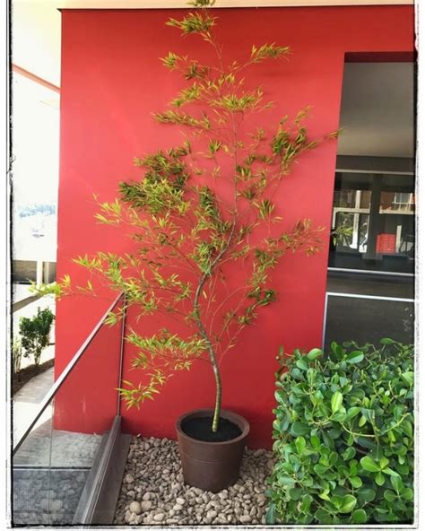 Bambu Mossô 25 Fotos Magníficas Preços E Como Cuidar