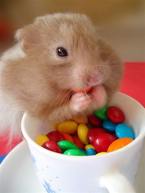 Cute Hamster Eating Candy In A Cup