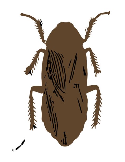 Brown Cockroach Public Domain Vectors