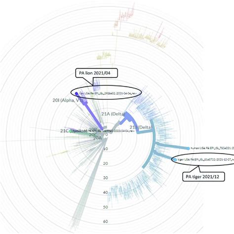 Circular Phylogenetic Tree Generated By Nextclade The Sars Cov 2