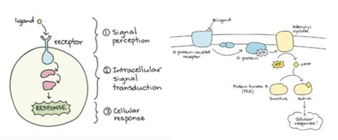 Lecture 7 Flashcards Quizlet