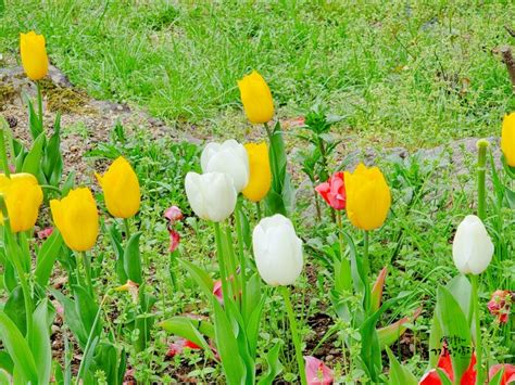 귀엽고 사랑스러운 분홍 하얀 빨간 노란 튤립 꽃말 네이버 블로그