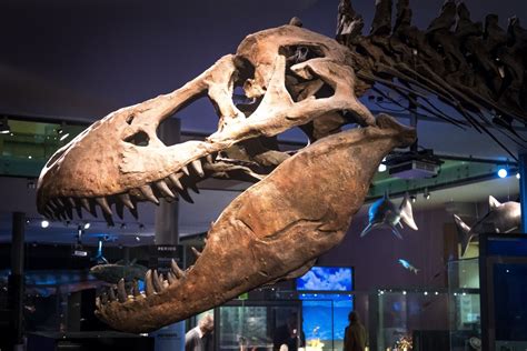 무료 이미지 박물관 두개골 뼈 미술 해골 관광 명소 화석 공룡 꺼진 티라노 사우루스 쥬라기의 특수 효과 렉스 4911x3274 829980
