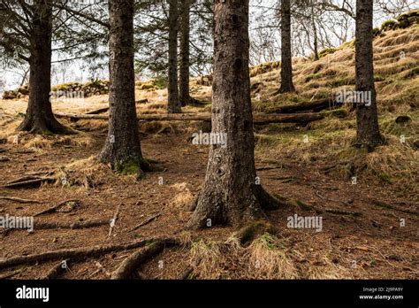 Trunks And Roots Of Mighty Old Coniferous Trees In A Beautiful Small Grove At Lambhagi Pastures