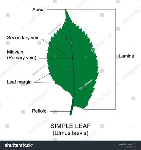 Simple Leaf Diagram How To Draw A Leaf All About Realistic Leaf