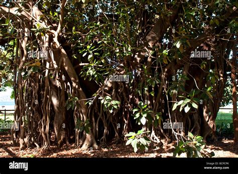 Fig Tree Ficus Macrophylla Columnaris Royal Botanic Gardens Sydney Nsw