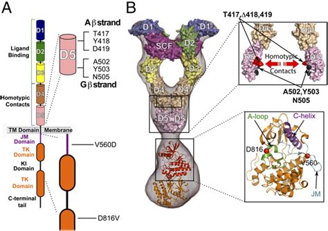 Location Of The Major Oncogenic KIT Mutations A Schematic Download Scientific Diagram
