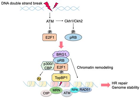 Expanding Roles Of The E2f Rb P53 Pathway In Tumor Suppression